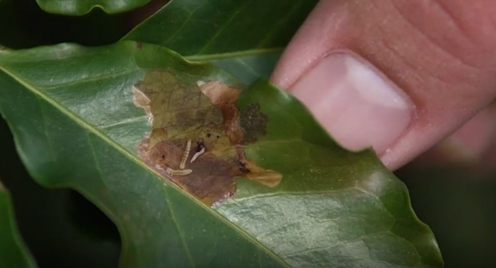 Bicho Mineiro: a praga mais comum dos cafezais – Centro do Comércio do ...