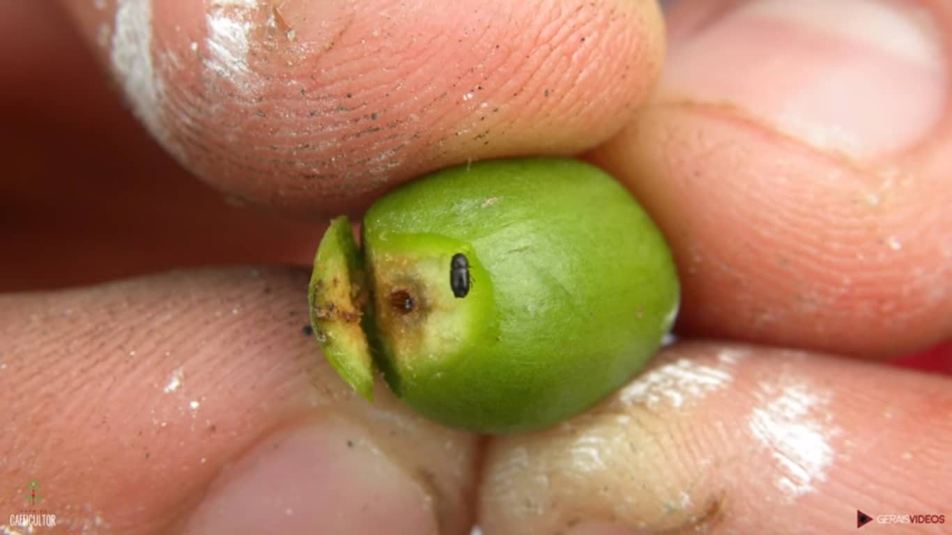 Broca do café – repasse e varrição como prevenção – Por Guy Carvalho ...