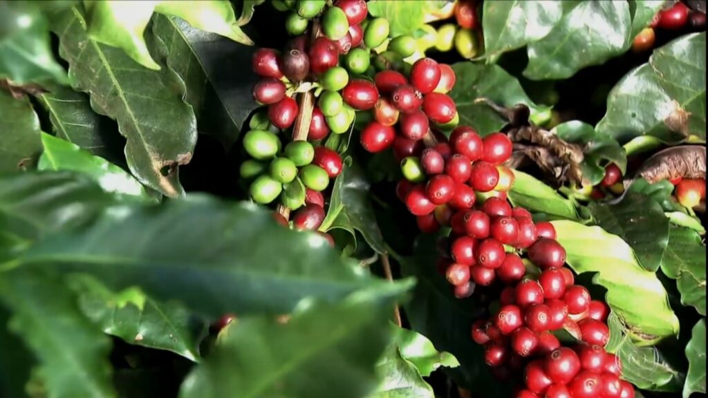 Conheça o café arara, variedade resistente a doenças e com boa ...